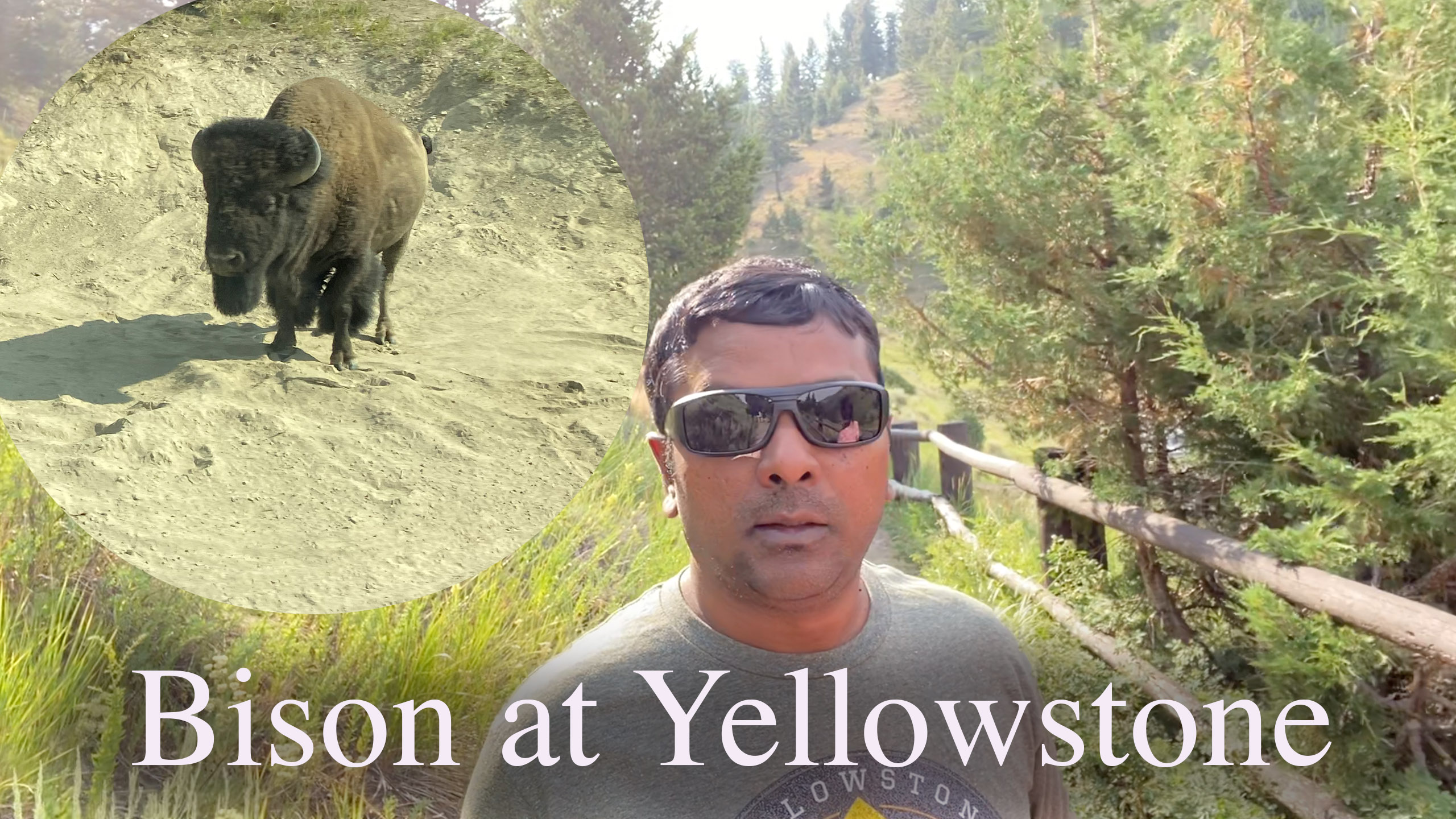 Seeing Bisons at Yellowstone: A Beautiful Beast Created by God ...