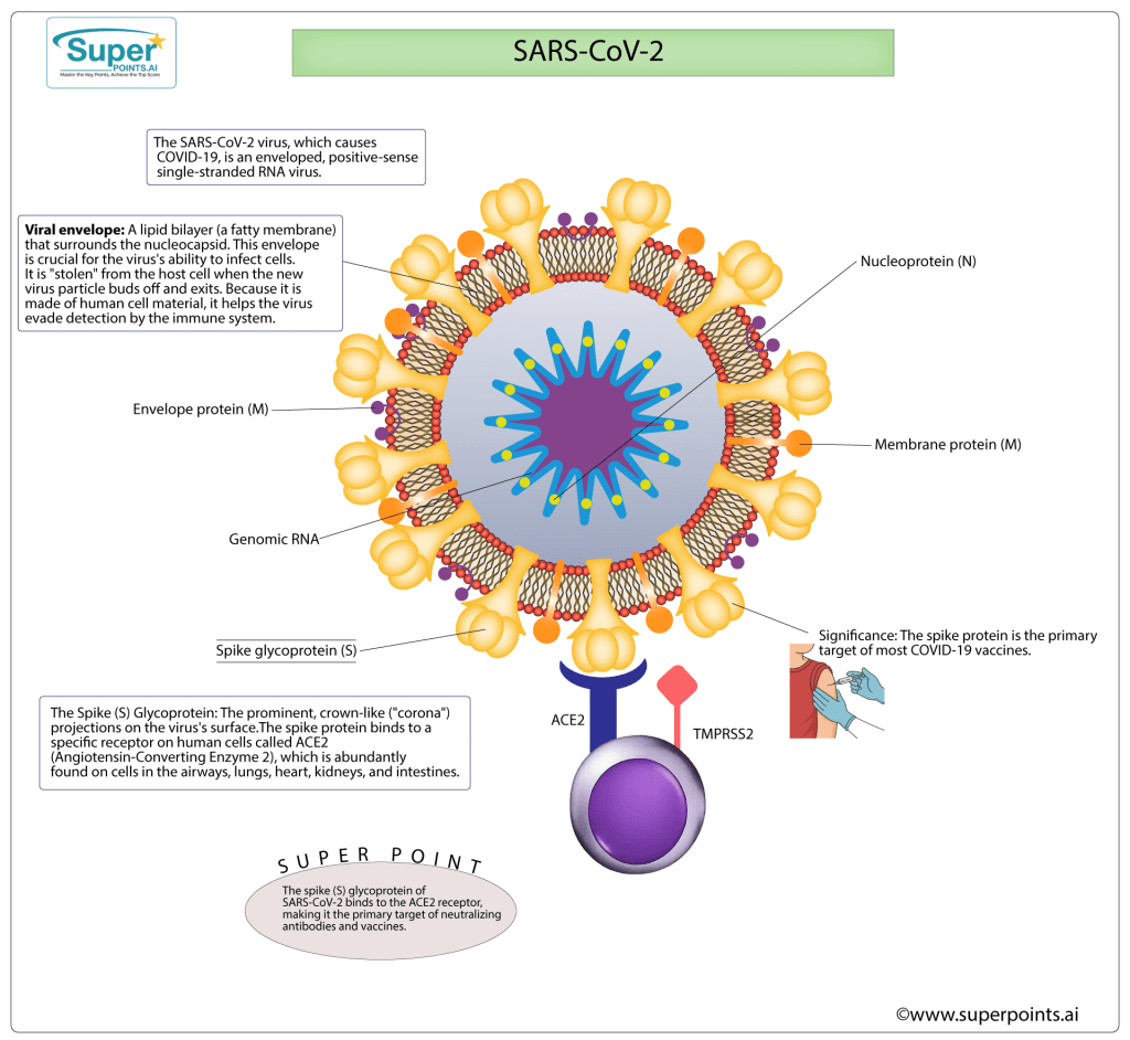 Covid virus structure – Defender's Voice